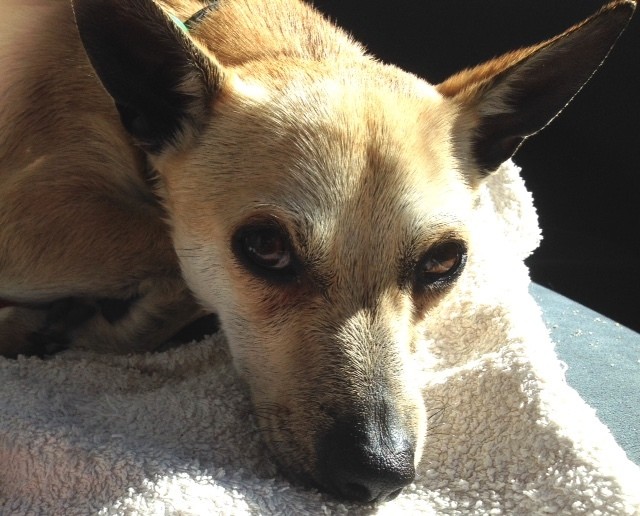 Toby Appleby - Small Male Jack Russell Terrier x Mini Pinscher Mix Dog ...