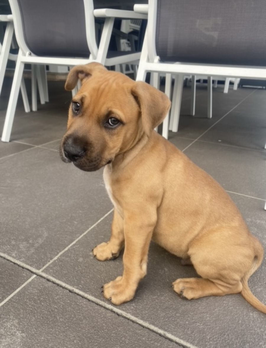 Rye - Large Male Staffordshire Bull Terrier x Labrador Mix Dog in QLD ...