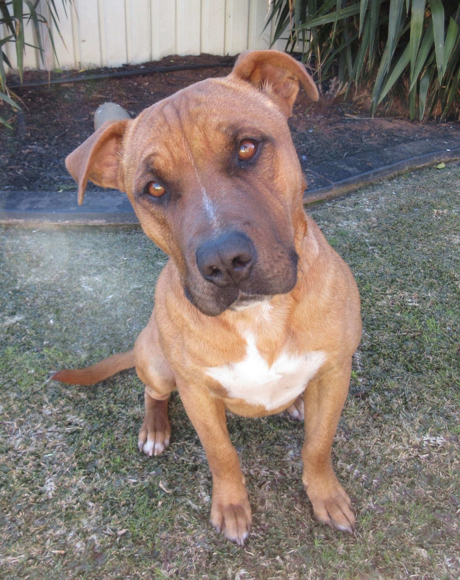 Dre *On Trial in His New Home* - Medium Male Staffy x Ridgeback Mix Dog ...