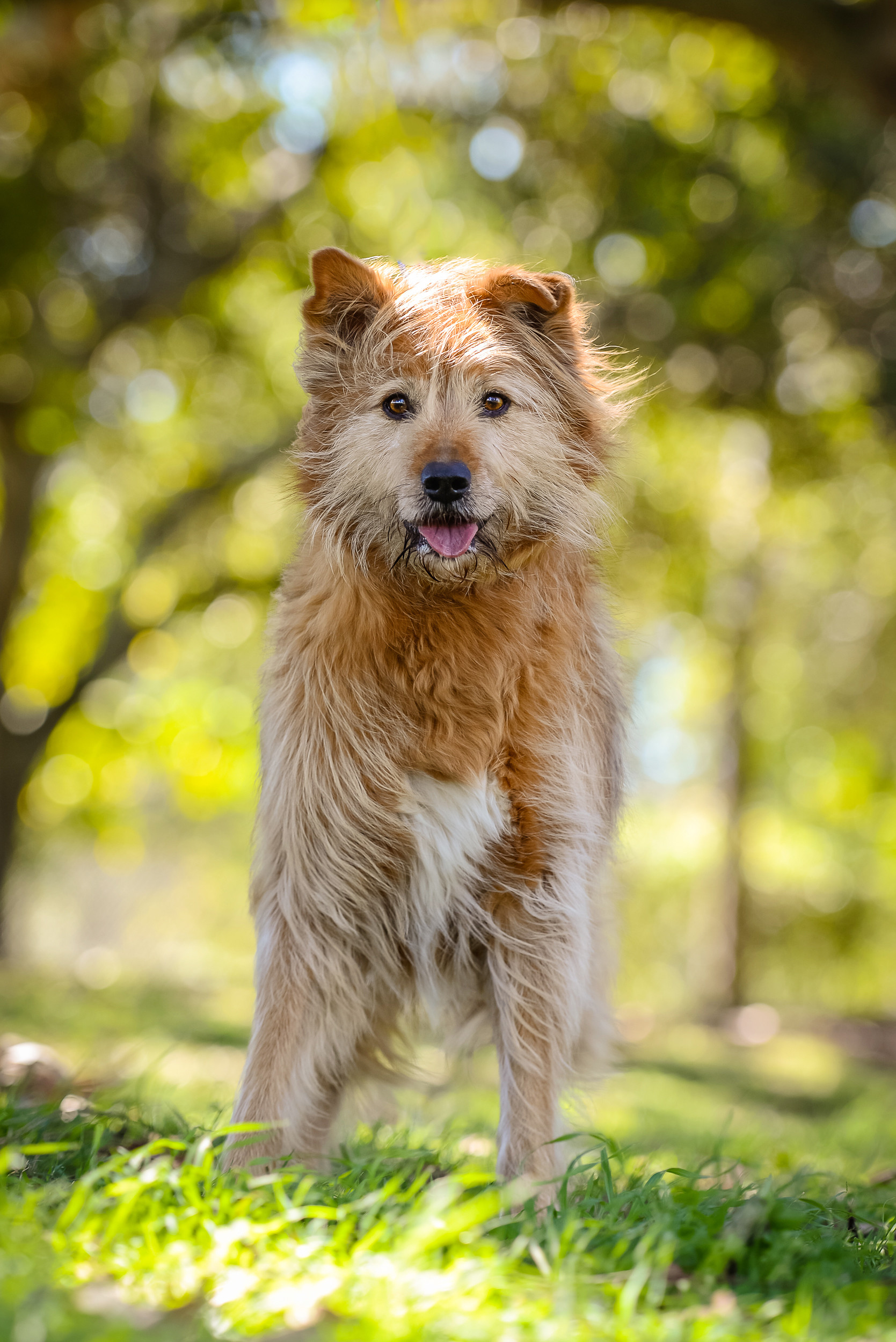 Rusty - Medium Male Border Collie x Fox Terrier Wire Hair Mix Dog in ...