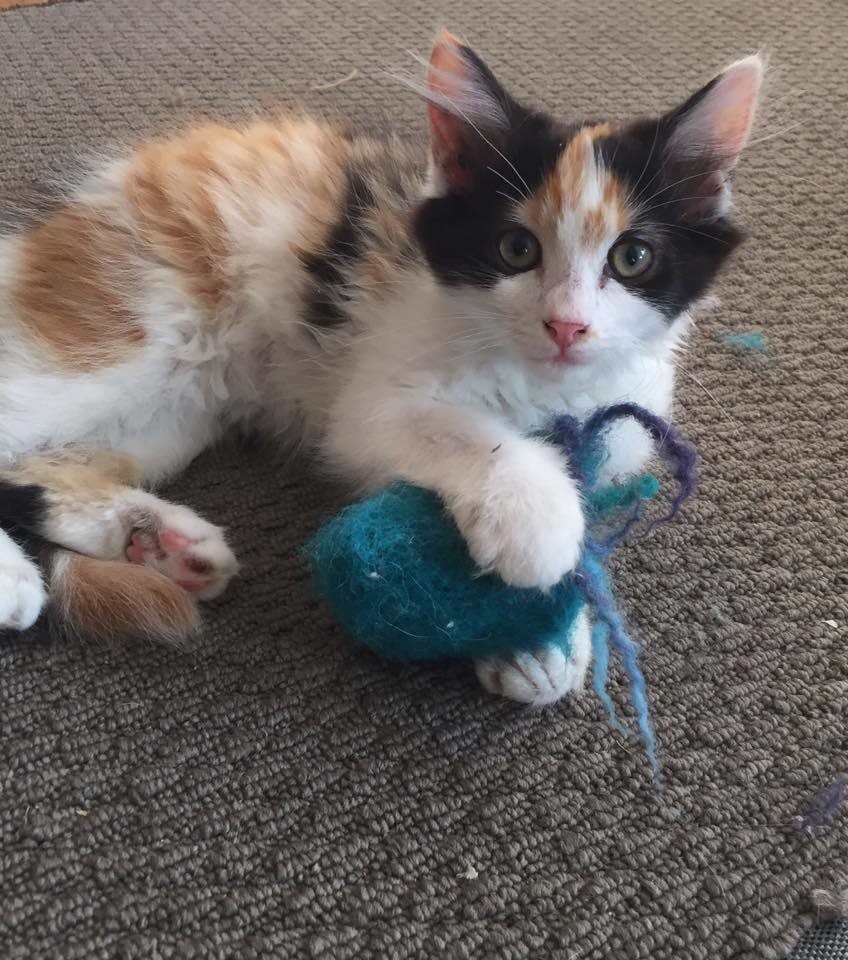 Shortbread IF067-16 - Female Domestic Medium Hair Cat in WA - PetRescue