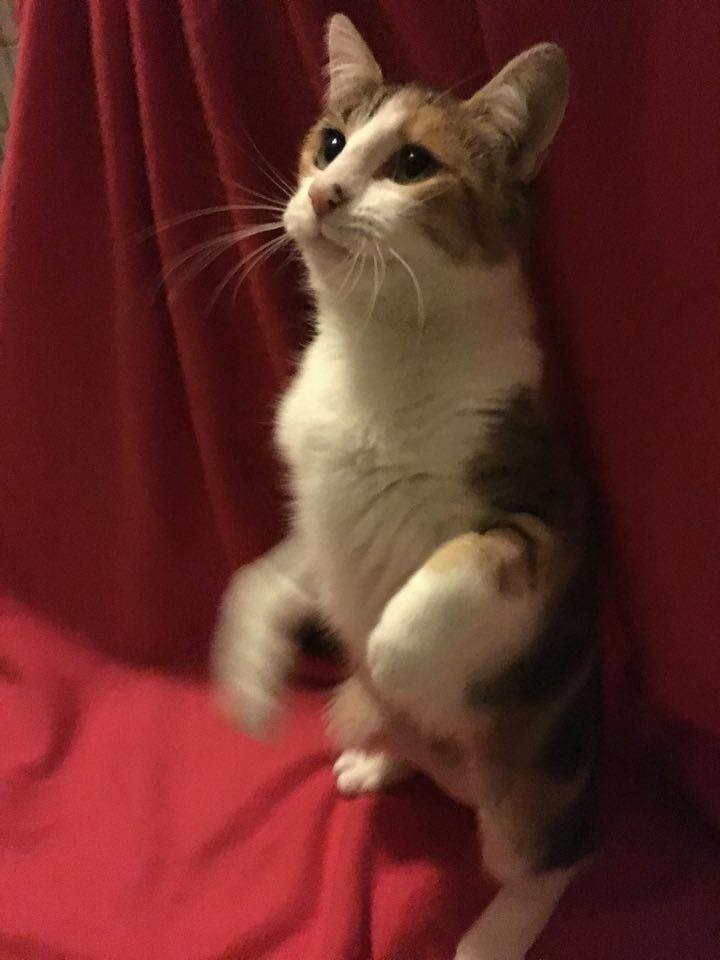 Terrific Tigger - Female Domestic Short Hair Cat in VIC - PetRescue