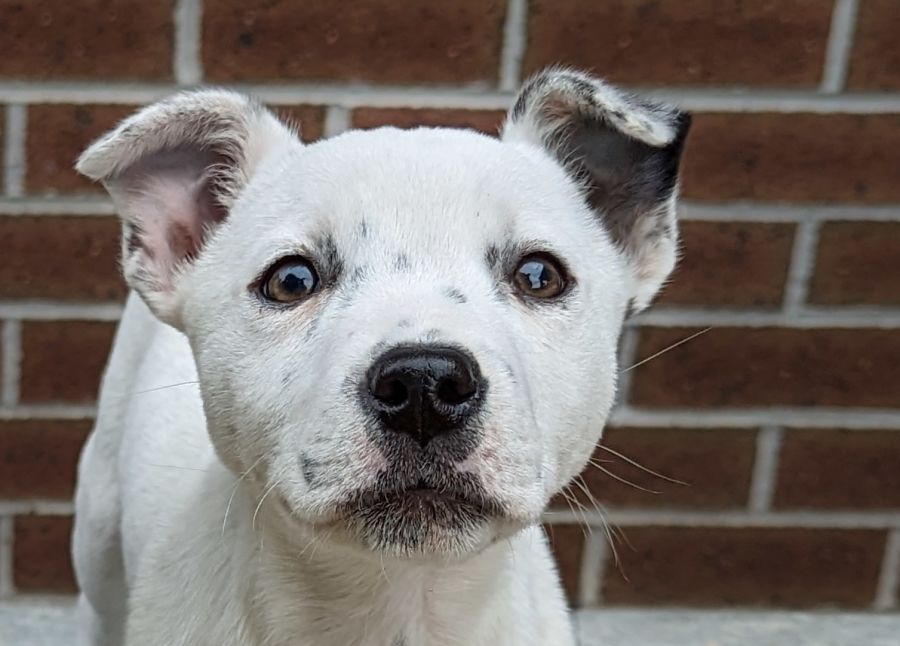 Kakadu - Medium Female Mixed Breed Mix Dog in VIC - PetRescue