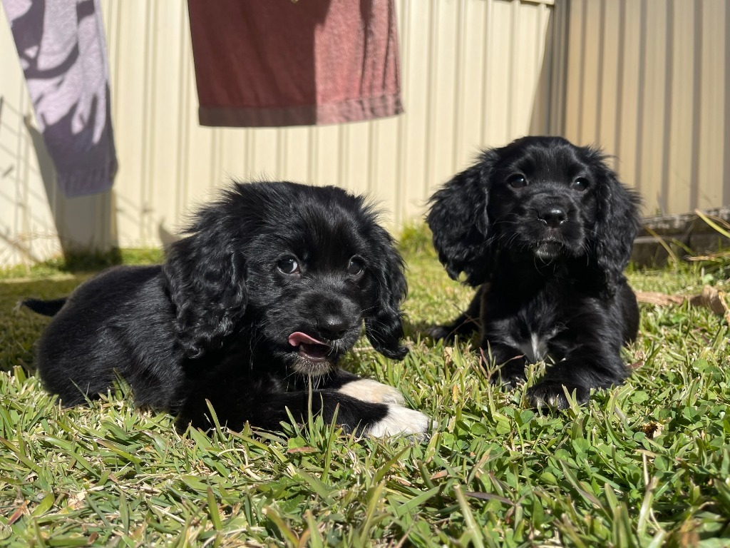 Braxton - Medium Male Beagle x Mixed Breed Mix Dog in NSW - PetRescue