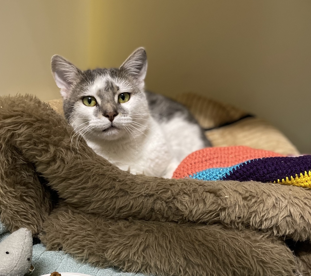 Fella - Male Domestic Short Hair Cat in ACT - PetRescue