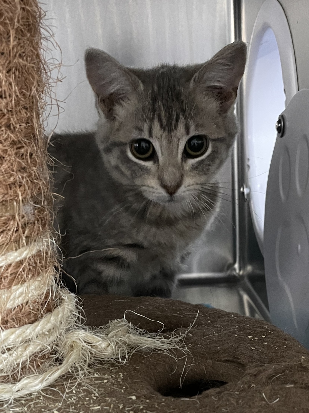 Gretel - Female Domestic Short Hair Cat in ACT - PetRescue