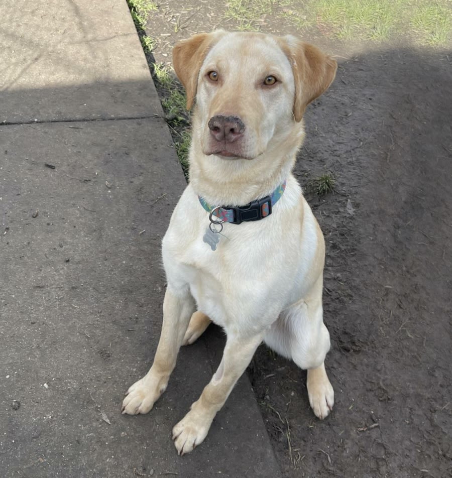 Tiny - Large Female Labrador Dog in NSW - PetRescue