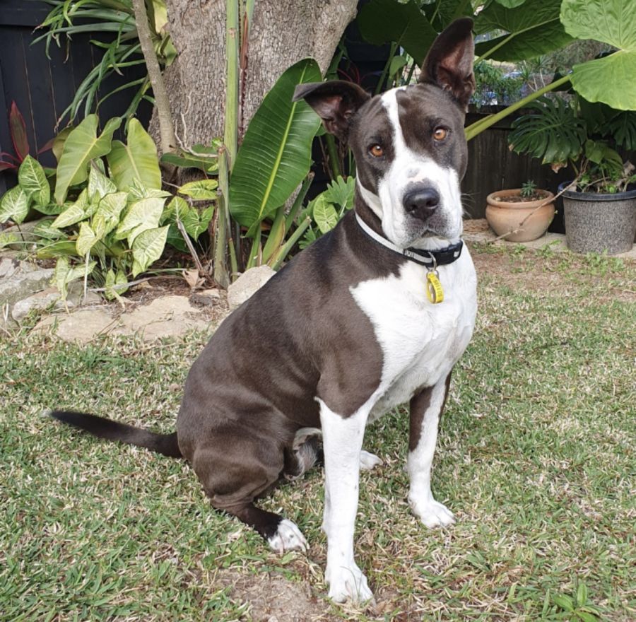 Angel - Large Female Staffordshire Bull Terrier x Shar-Pei Mix Dog in ...