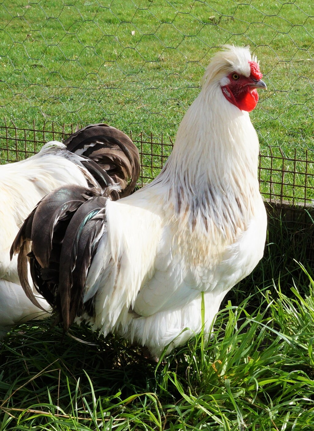 Tiny - Male Silkie x Light Sussex Mix Fowl in TAS - PetRescue