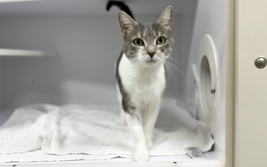 Sergio - Female Domestic Short Hair Mix Cat in VIC - PetRescue