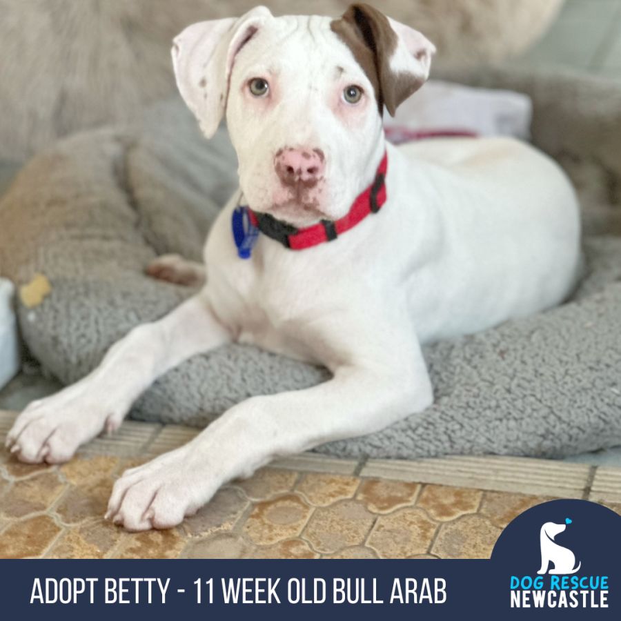 Betty - 10 Week Old Bull Arab - Large Female Bull Arab Dog in NSW ...