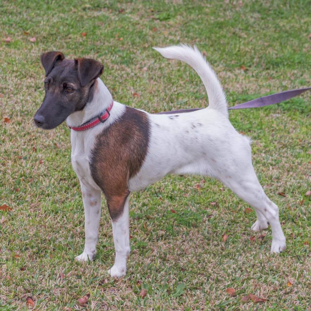 Chilli - Small Female Fox Terrier Dog in WA - PetRescue