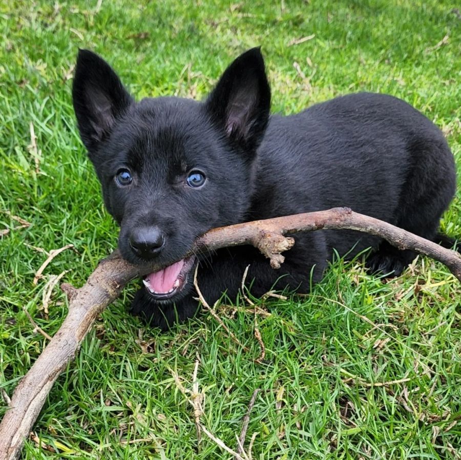 Jagger - Medium Male German Shepherd x Border Collie Dog in VIC - PetRescue