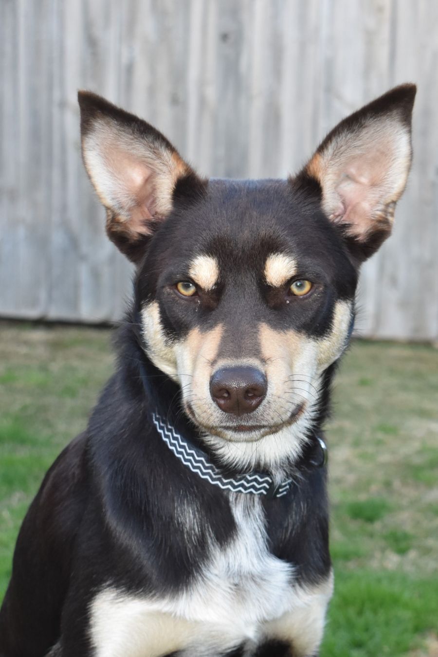 Ronnie - Medium Male Kelpie Dog in VIC - PetRescue