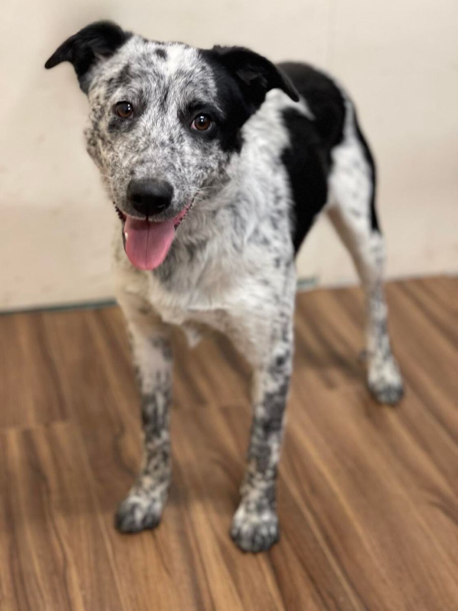 Kelby - Medium Female Koolie Mix Dog in QLD - PetRescue