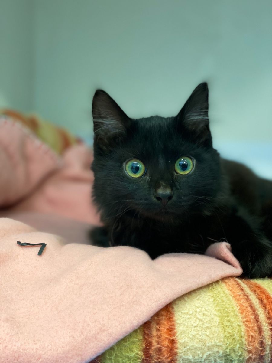 Skitz - Female Domestic Medium Hair Cat in NSW - PetRescue