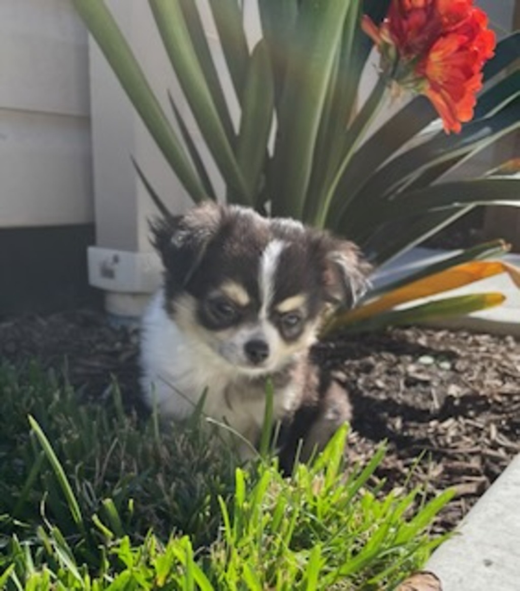 Jimmy - Small Male Long Hair Chihuahua Mix Dog in QLD - PetRescue