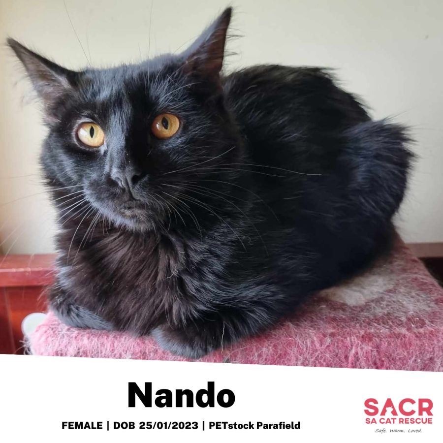 Nando - Female Domestic Medium Hair Cat in SA - PetRescue