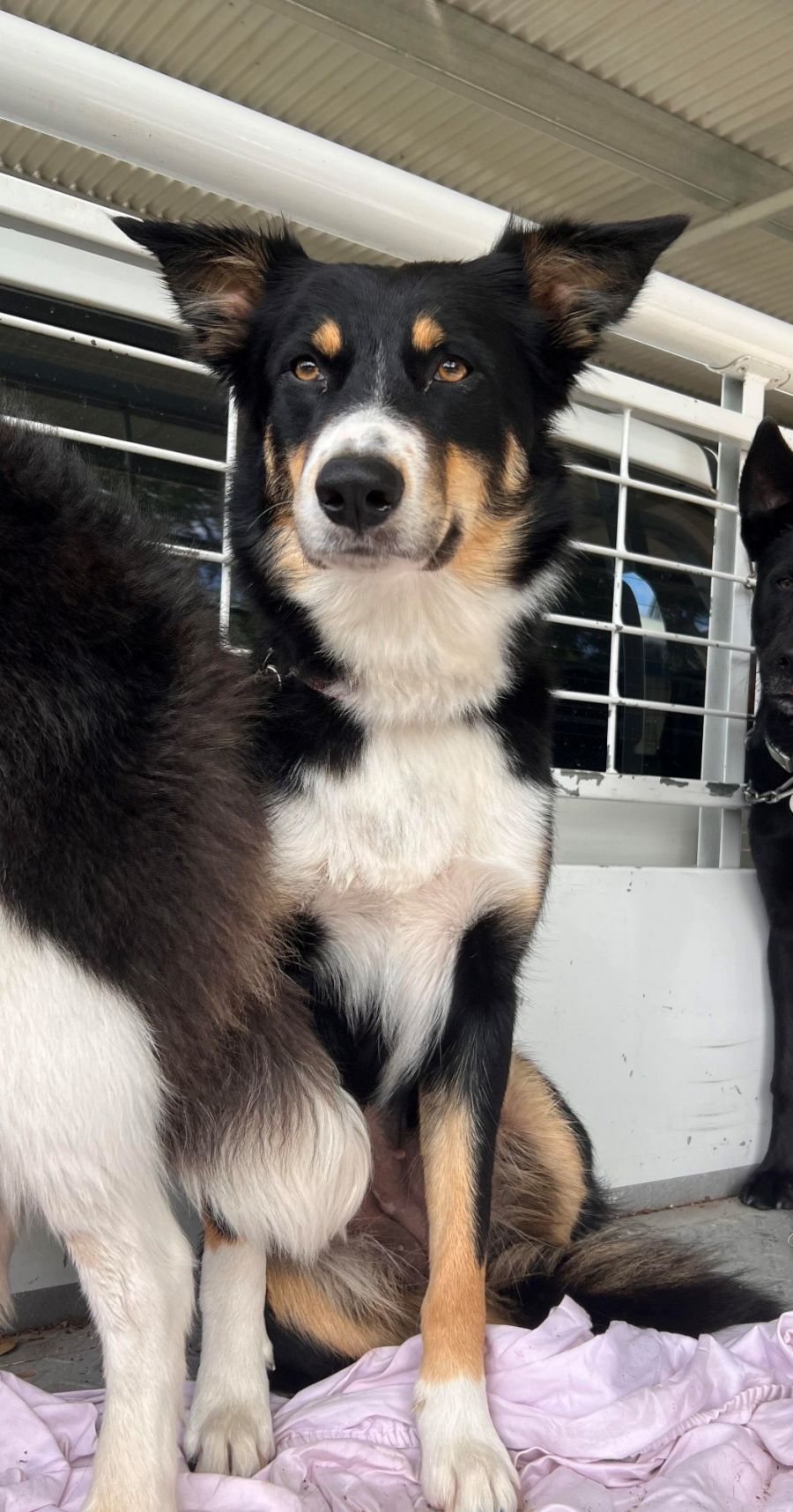 Mallie - Medium Female Border Collie Dog in QLD - PetRescue