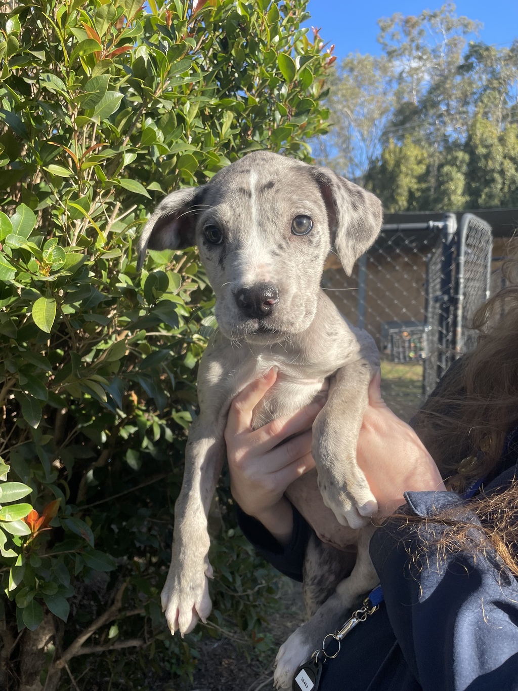 Val - Large Female Great Dane x Louisiana Catahoula Leopard Dog Mix Dog ...