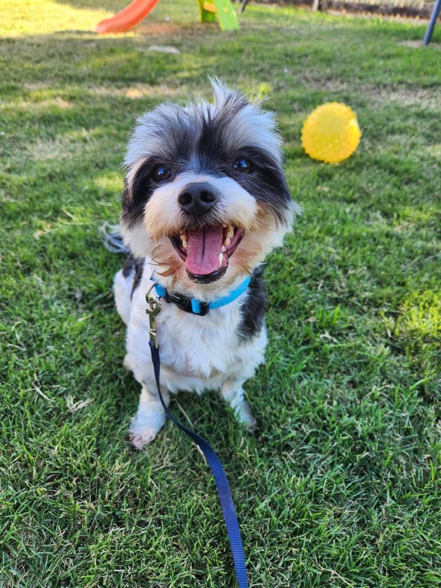 Boston - Small Male Maltese Mix Dog in QLD - PetRescue