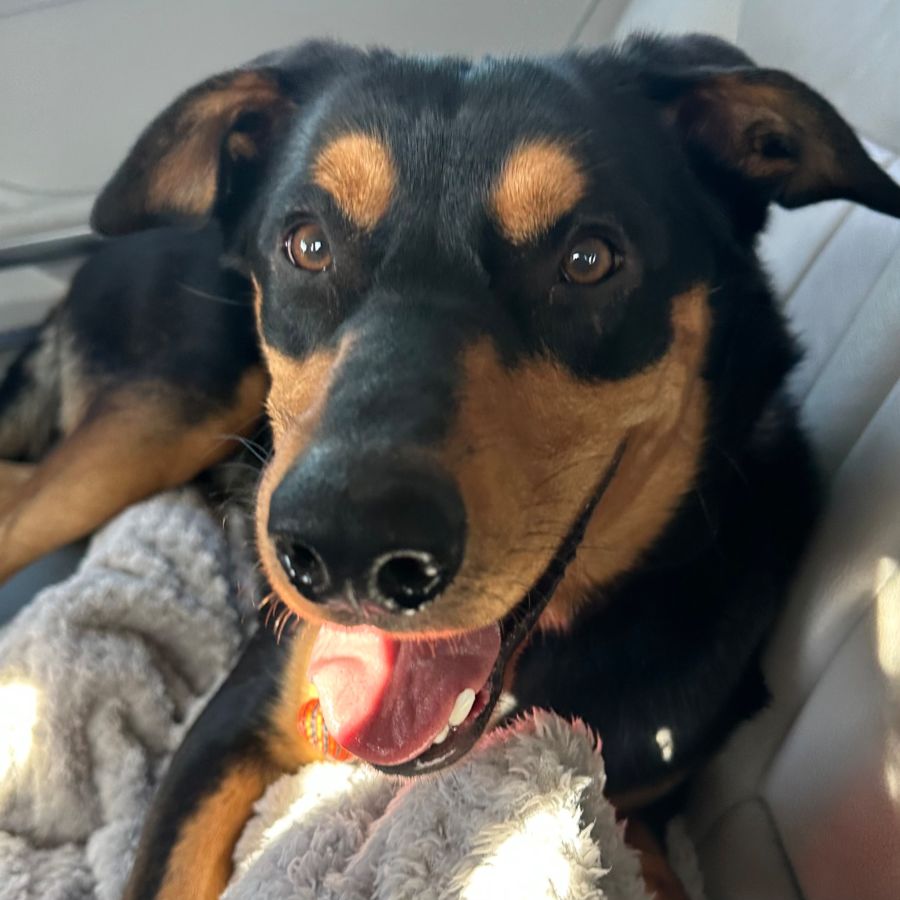 Playful Sweet Karlos - Medium Male Kelpie Dog in WA - PetRescue