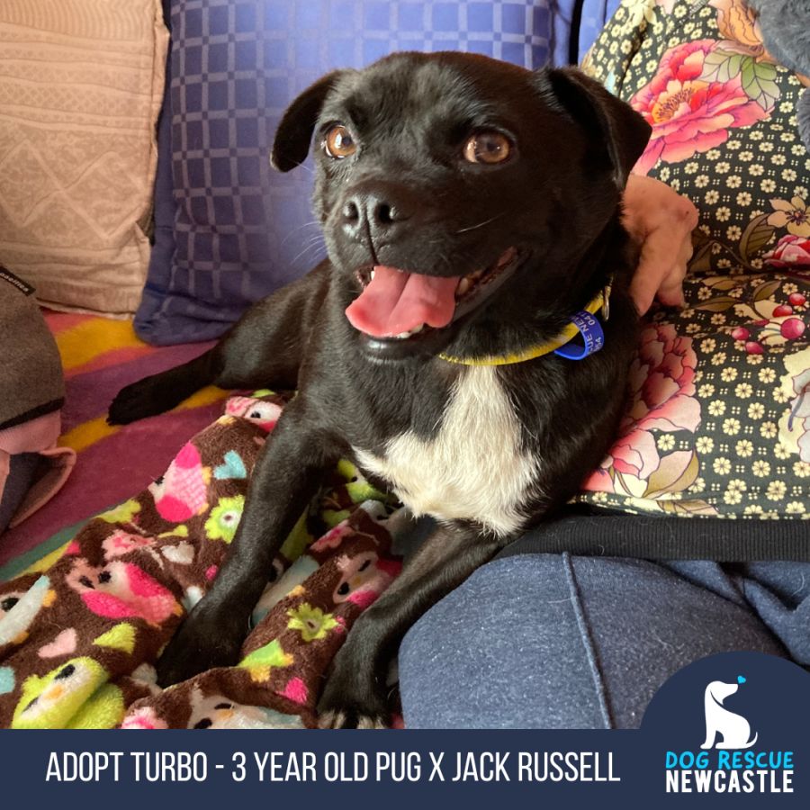 Turbo 🥎 Pug x Jack Russell (On Trial) - Small Male Pug x Jack Russell ...