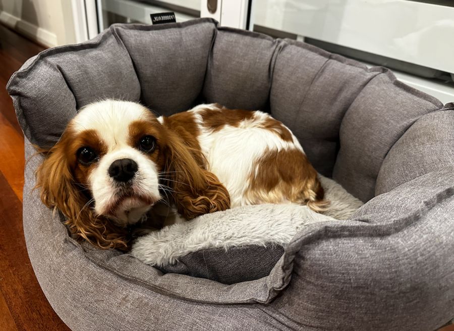 Archie - Small Male Cavalier King Charles Spaniel Dog in NSW - PetRescue