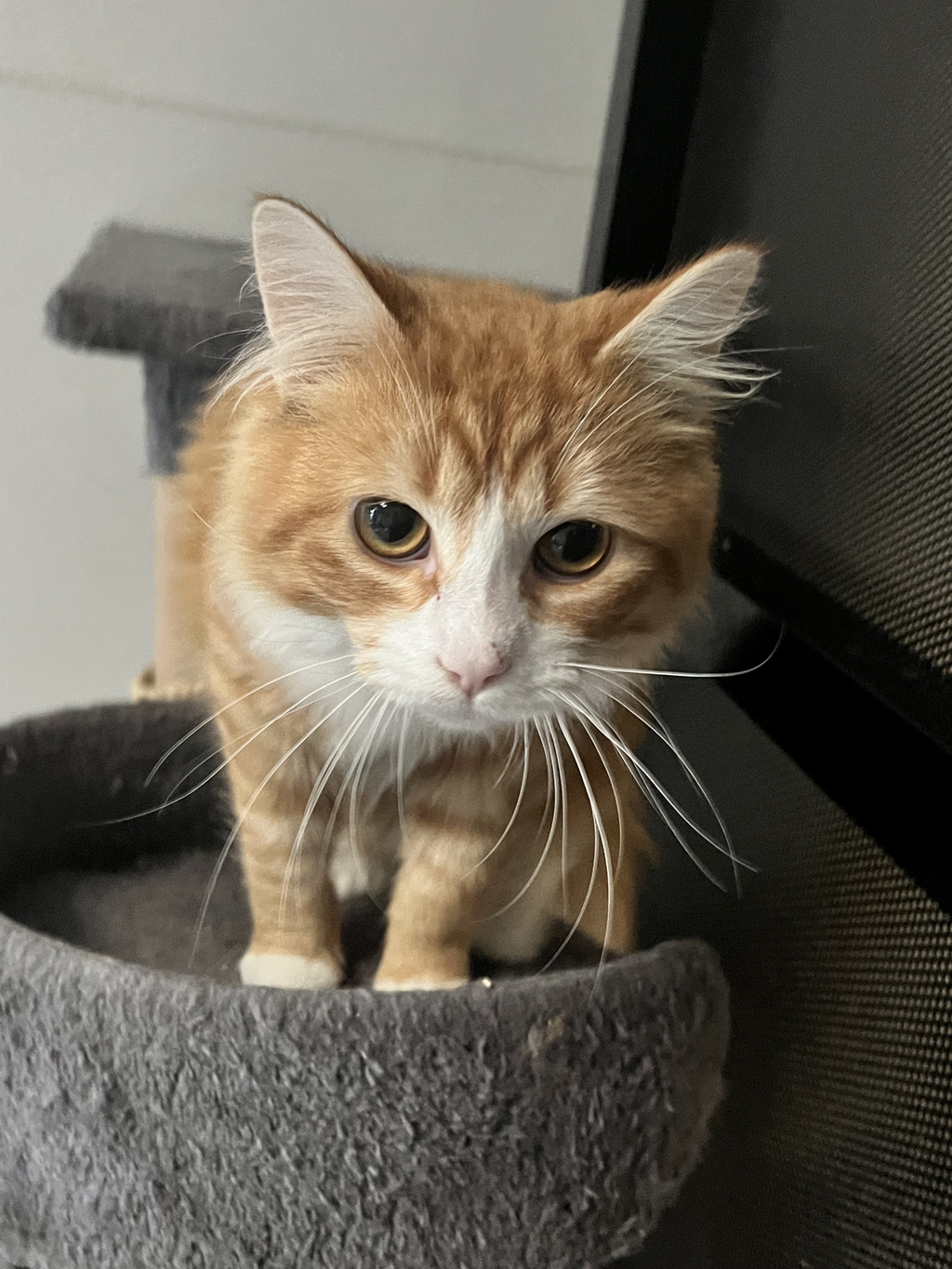 Hi Grumbo - Male Domestic Medium Hair Mix Cat in VIC - PetRescue