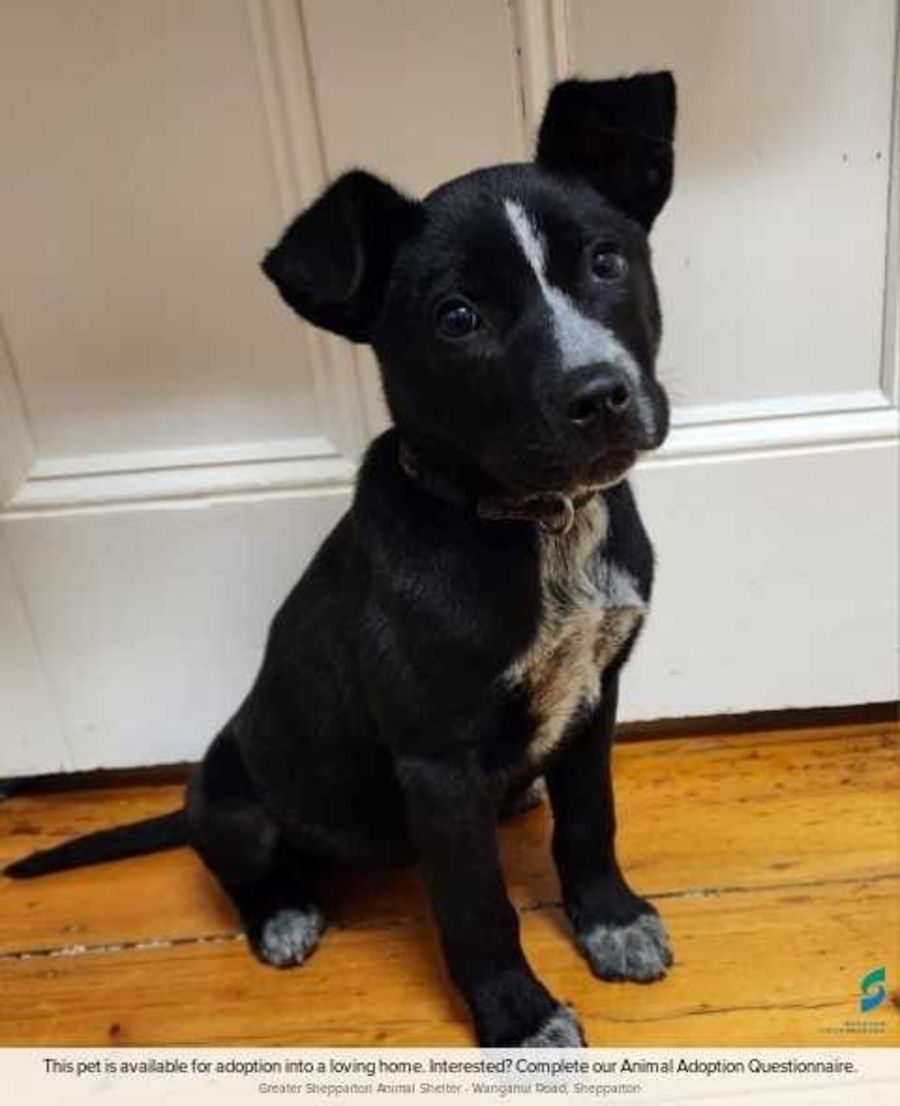 Kermit - Medium Male Blue Heeler Mix Dog in VIC - PetRescue