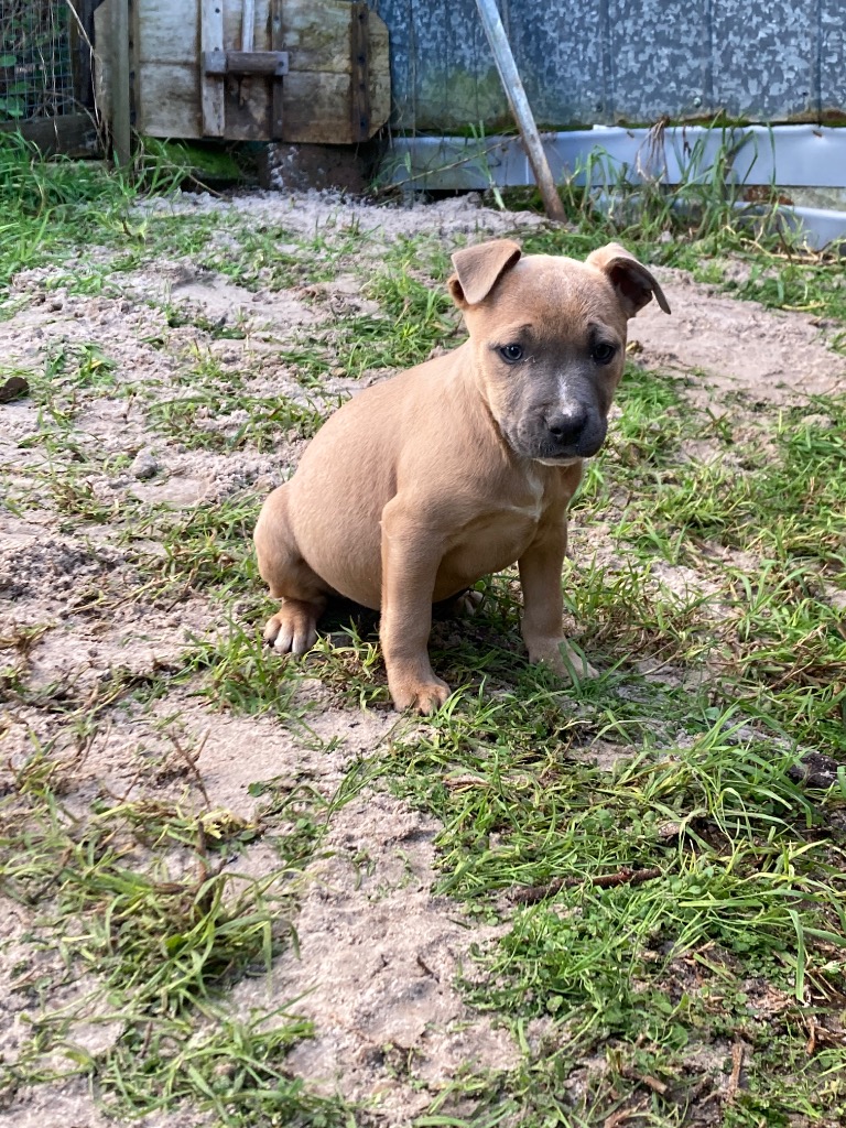 Tia - Medium Female Staffordshire Bull Terrier Dog in WA - PetRescue