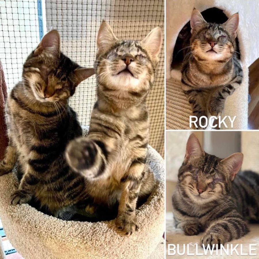 9509/8 - Rocky & Bullwinkle - Male Domestic Short Hair Cat in WA ...