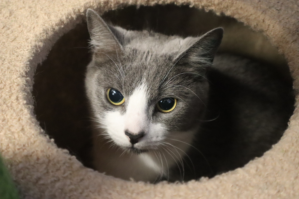 Bibo - Female Domestic Short Hair Mix Cat in VIC - PetRescue