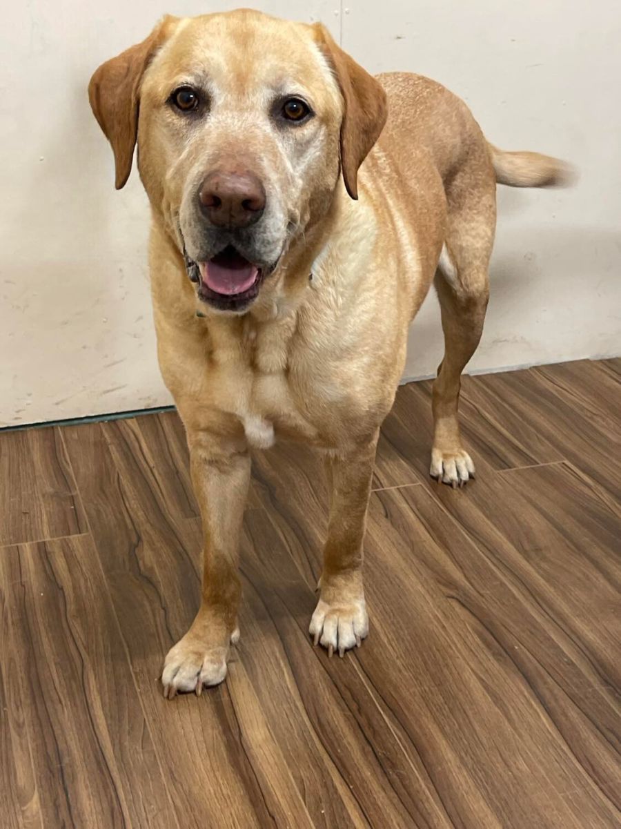 Toby - Large Male Labrador Dog in QLD - PetRescue