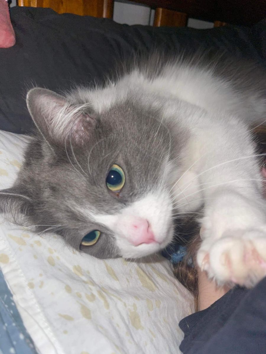 Pumba - Male Domestic Medium Hair Cat in VIC - PetRescue