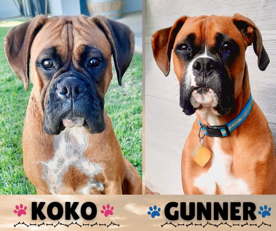 Koko and Gunner - Medium Female Boxer Dog in QLD - PetRescue
