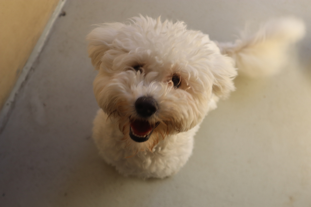 Coco - Small Female Maltese Mix Dog in VIC - PetRescue