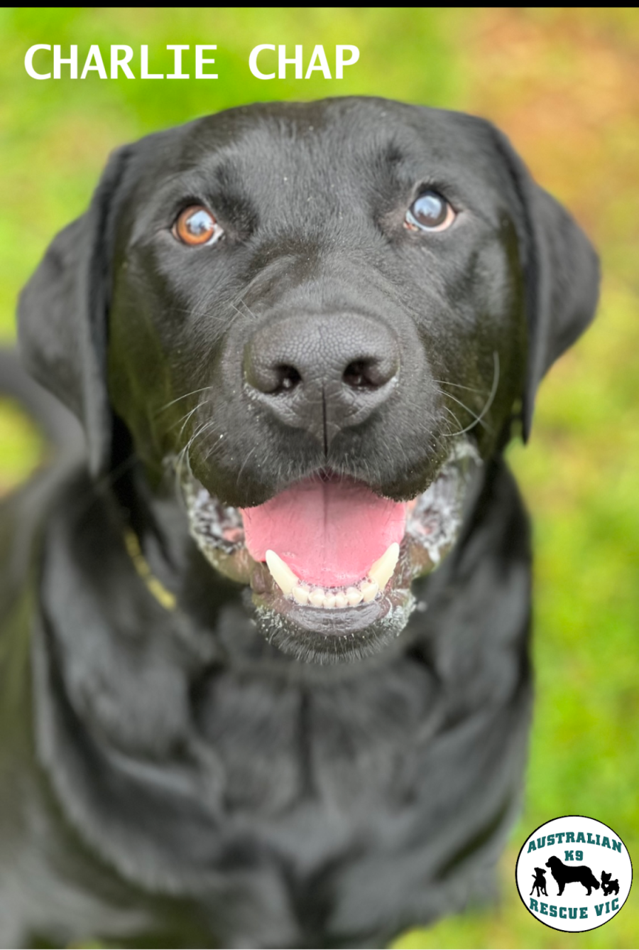 Charlie Chap - Medium Male Labradoodle Dog in VIC - PetRescue