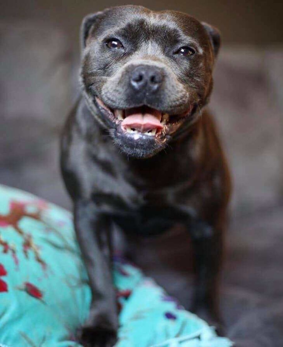 Ruby - Small Female Staffy Dog in VIC - PetRescue