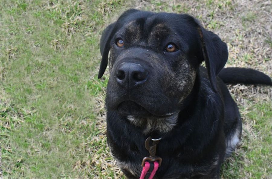 Bailey 35355 - Large Male Rottweiler x Labrador Dog in NSW - PetRescue