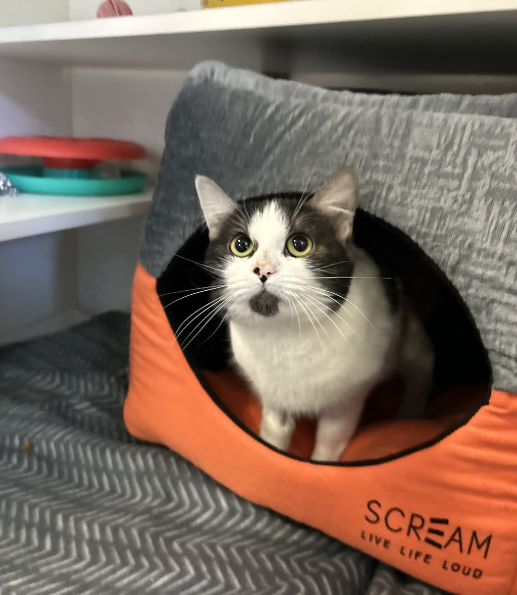 Lulu - Female Dsh Mix Cat in WA - PetRescue