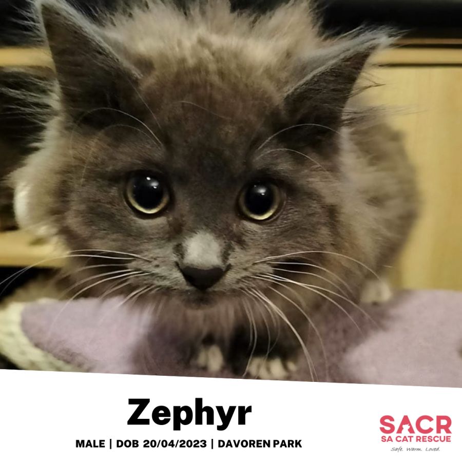 Zephyr - Male Domestic Long Hair Cat in SA - PetRescue
