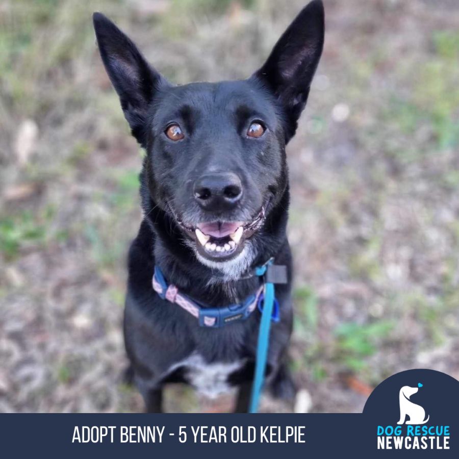 Benny - 5 Year Old Kelpie (Trial 26/8/23) - Medium Male Kelpie Dog in ...