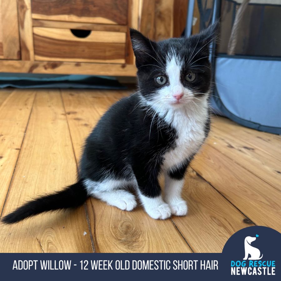 Willow - 12 Week Old Domestic Short Hair - Female Domestic Short Hair ...