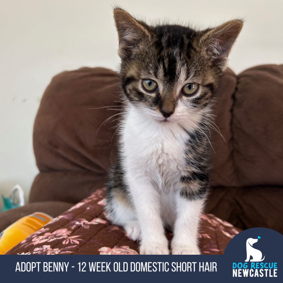 Benny - 12 Week Old Domestic Short Hair - Male Domestic Short Hair Cat ...