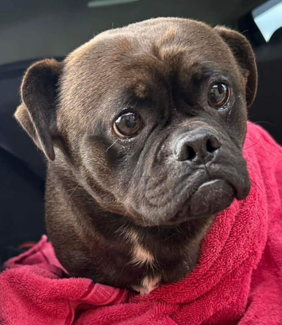 Puggie Smalls - Small Male Maltese x Pug Mix Dog in VIC - PetRescue