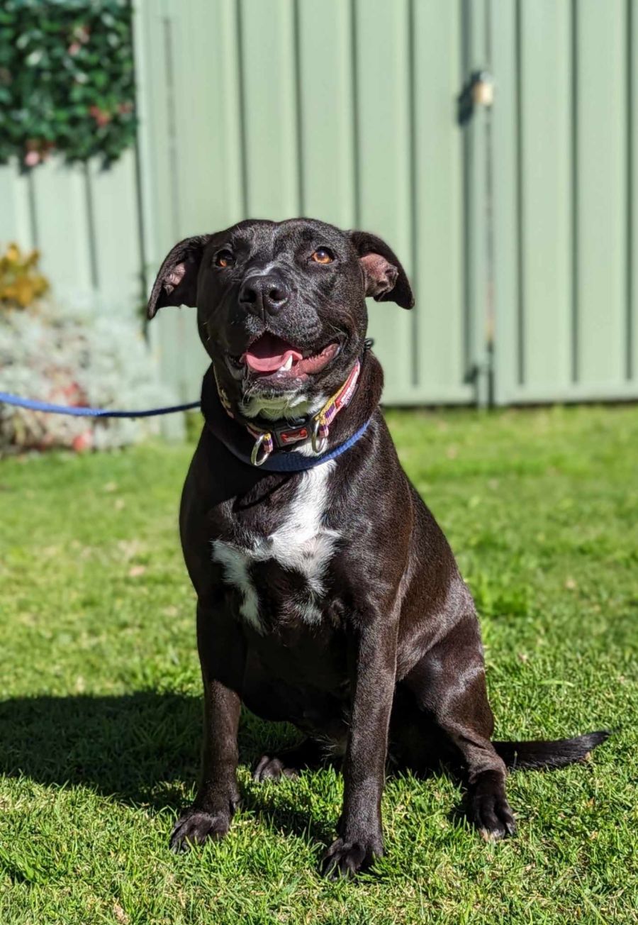 Wren - Medium Female Staffy Mix Dog in NSW - PetRescue