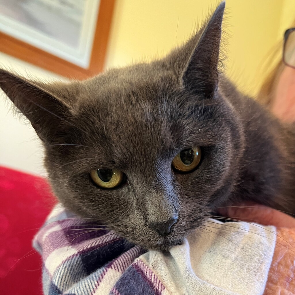 Mishka And Princess - Female Domestic Short Hair Mix Cat in NSW - PetRescue