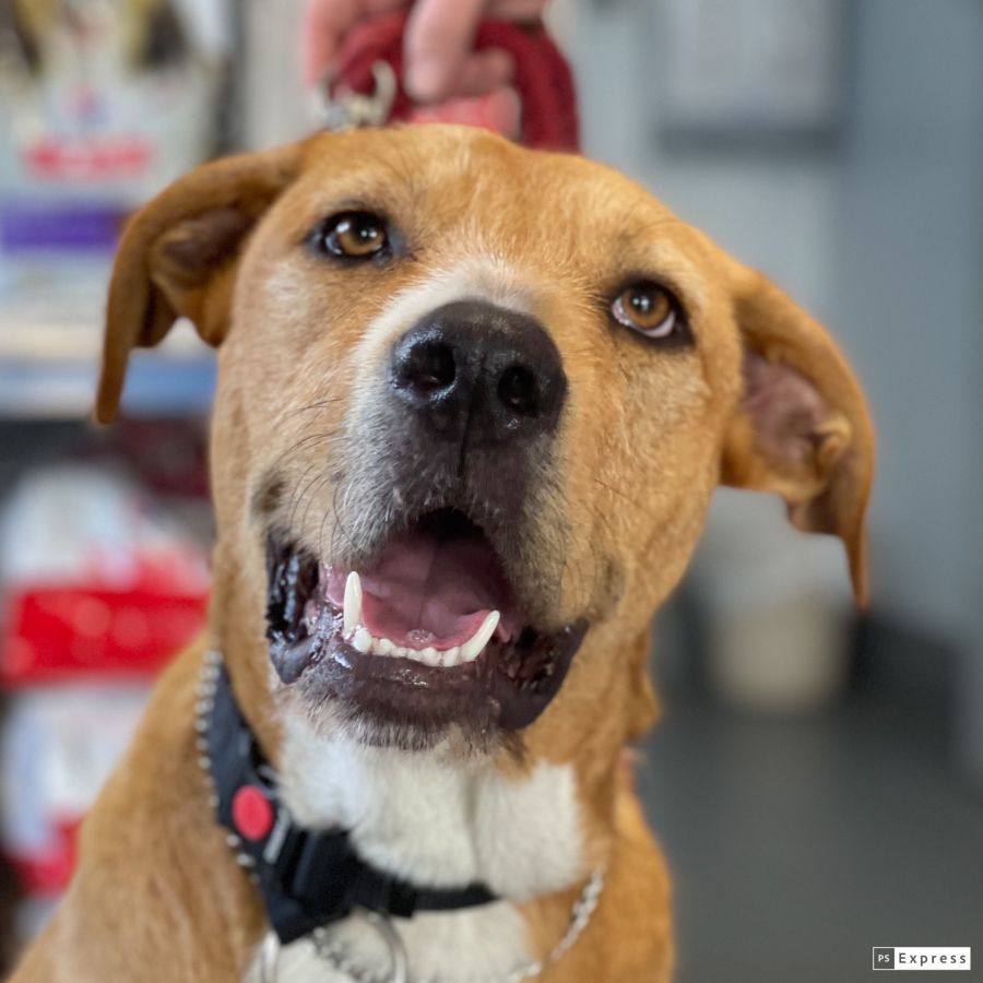 Winston - Large Male Wolfhound x Border Collie x Ridgeback Mix Dog in ...