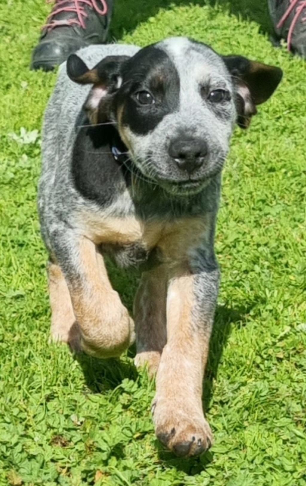 Sideshow Bob - Medium Male Blue Heeler Mix Dog in VIC - PetRescue